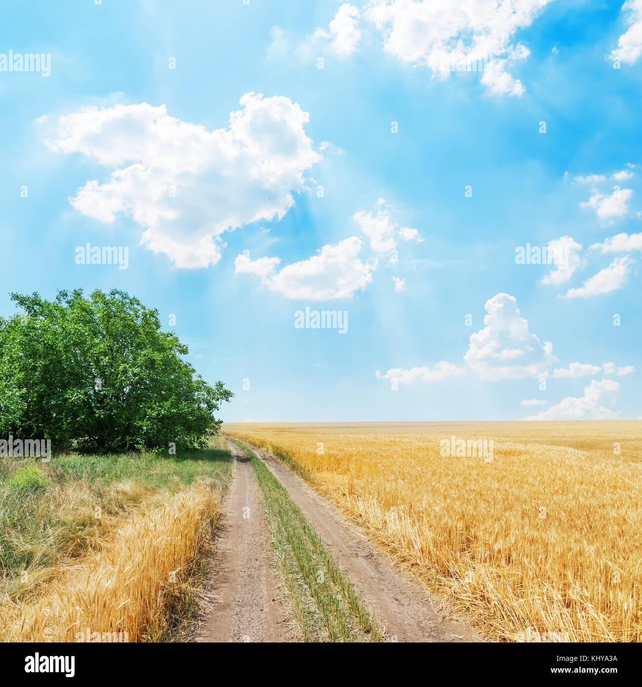 rural landscape field with crop and clouds in blue sky Stock Photo - Alamy