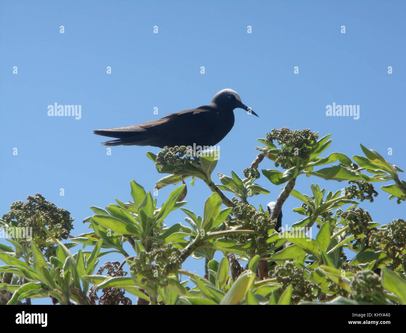 Australia lady elliot noddy Stock Photo - Alamy