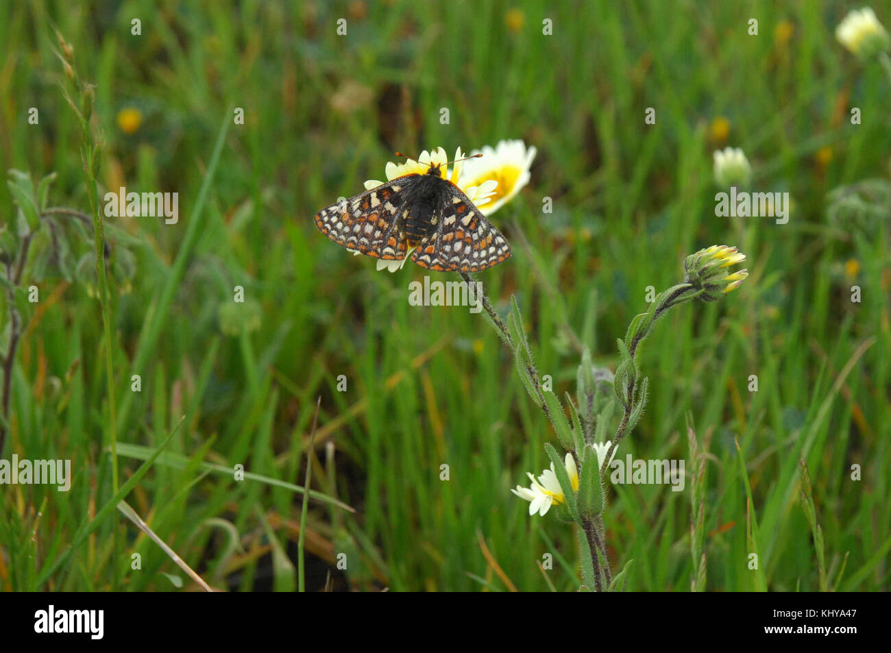 Euphydryas editha butterfly on flower Stock Photo - Alamy
