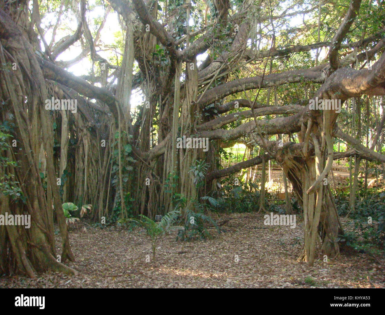 Rockhampton botanic gardens hi-res stock photography and images - Alamy