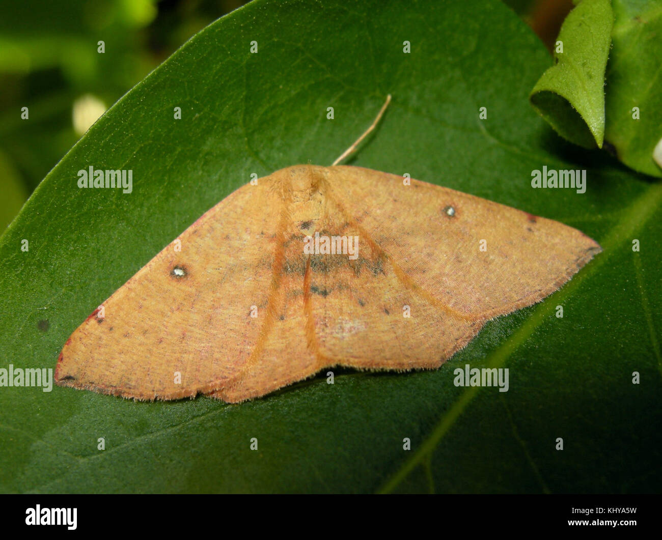 Cyclophora moth hi-res stock photography and images - Alamy