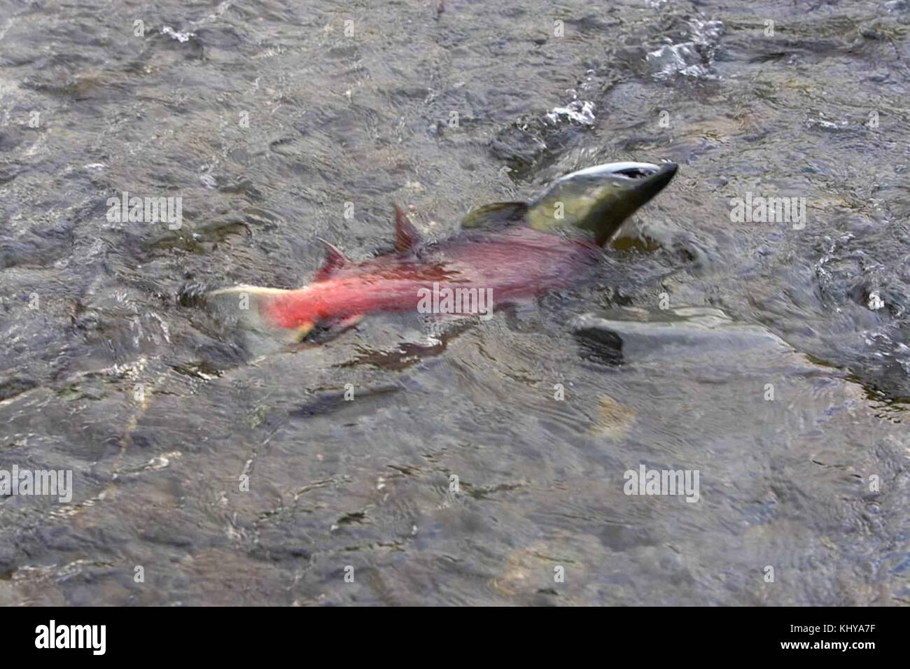 Adult fish spawn in shallow water Stock Photo - Alamy