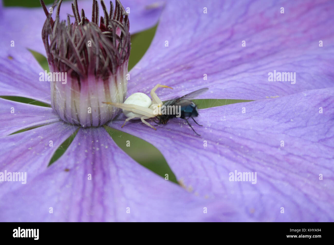 Araneomorphae hi-res stock photography and images - Alamy