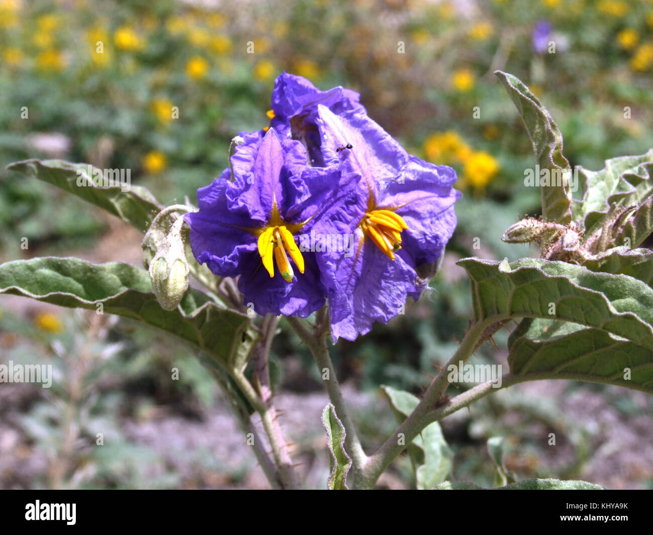 Israel 16338 Geography of Israel Stock Photo - Alamy