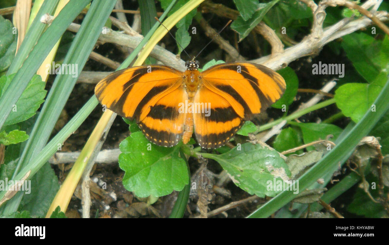 Rieman hi-res stock photography and images - Alamy