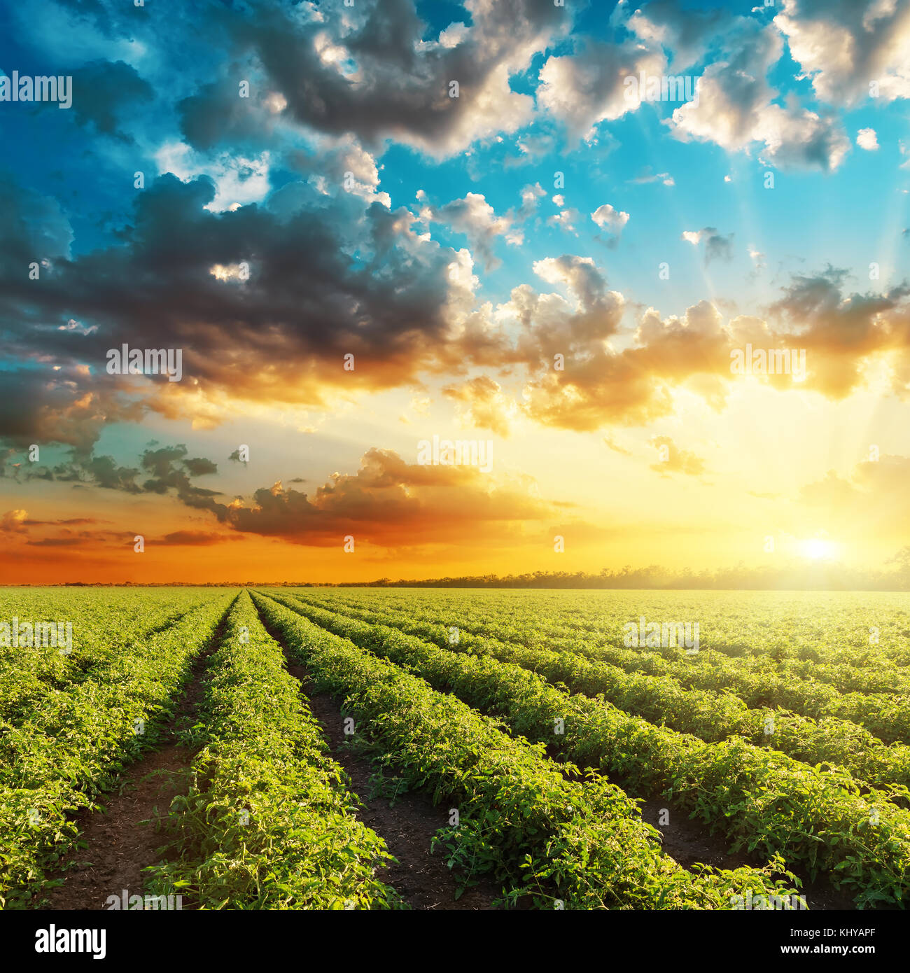 bright orange sunset and green agricultural field with tomatoes bushes ...