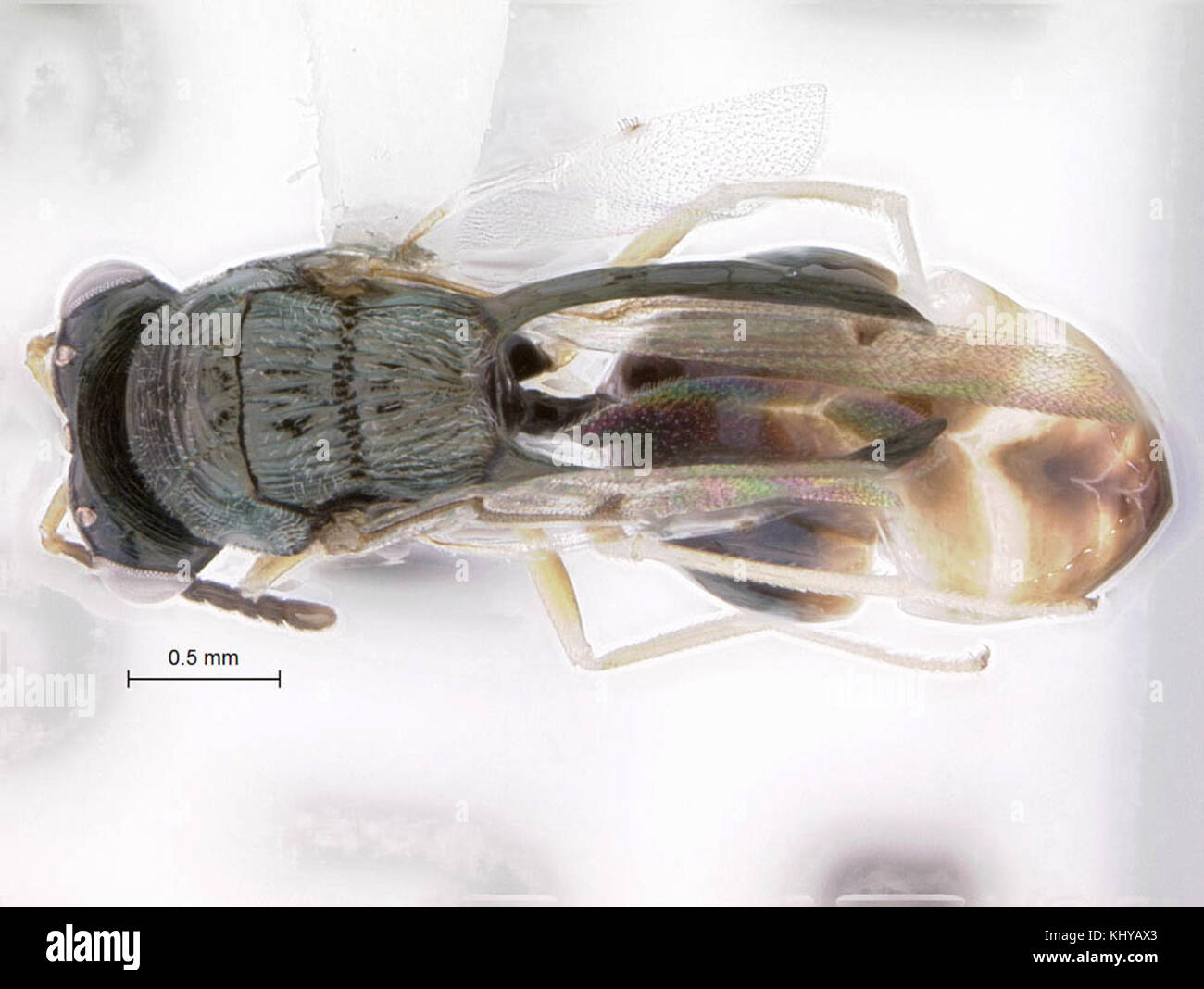 Kapala hi-res stock photography and images - Alamy