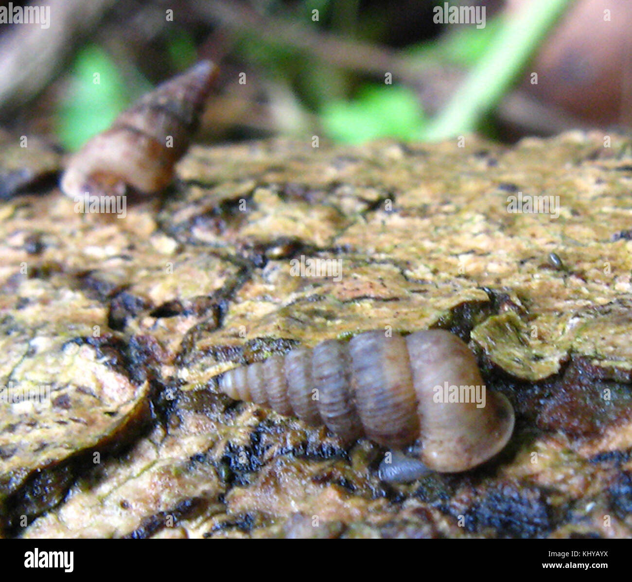 Cochlostoma hi-res stock photography and images - Alamy