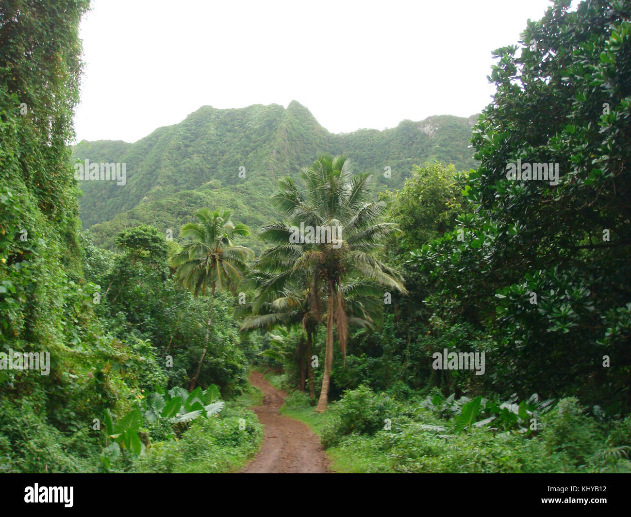 Rarotonga forest track Stock Photo - Alamy