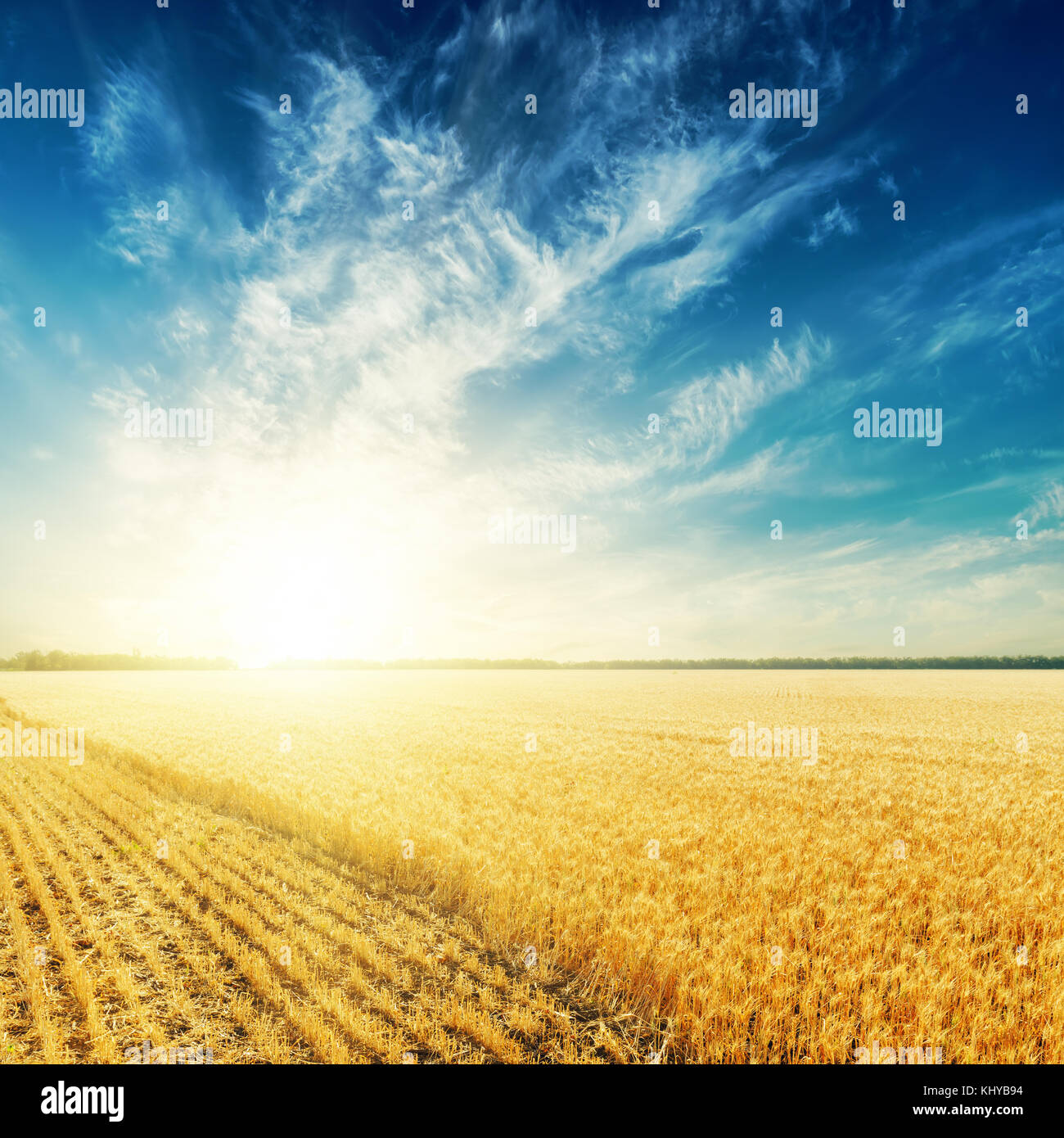 golden farming field and sunset over it Stock Photo - Alamy