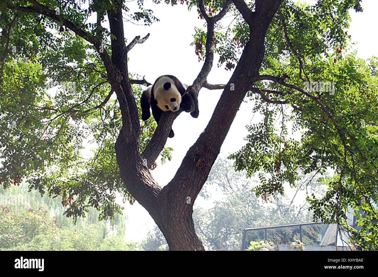 Beijing Zoo Panda Stock Photo - Alamy