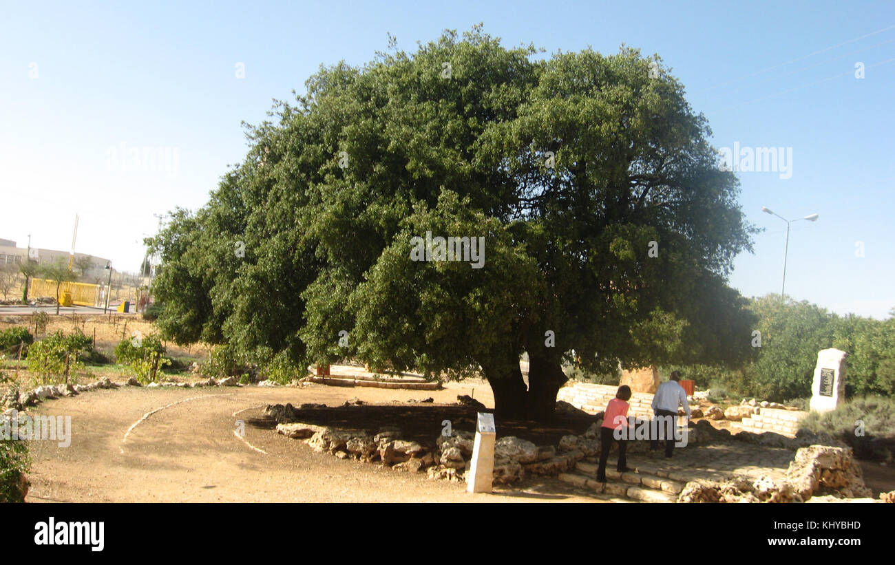 Israel tree oak hi-res stock photography and images - Alamy