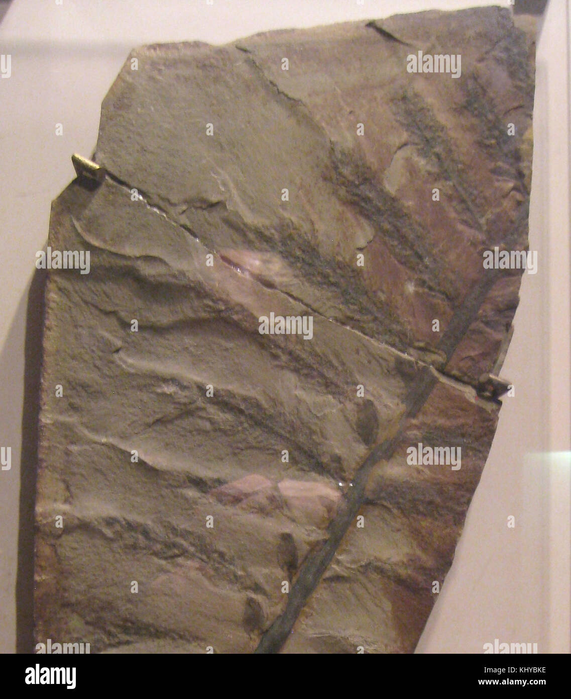 Archaeopteris hibernica 2 Stock Photo - Alamy