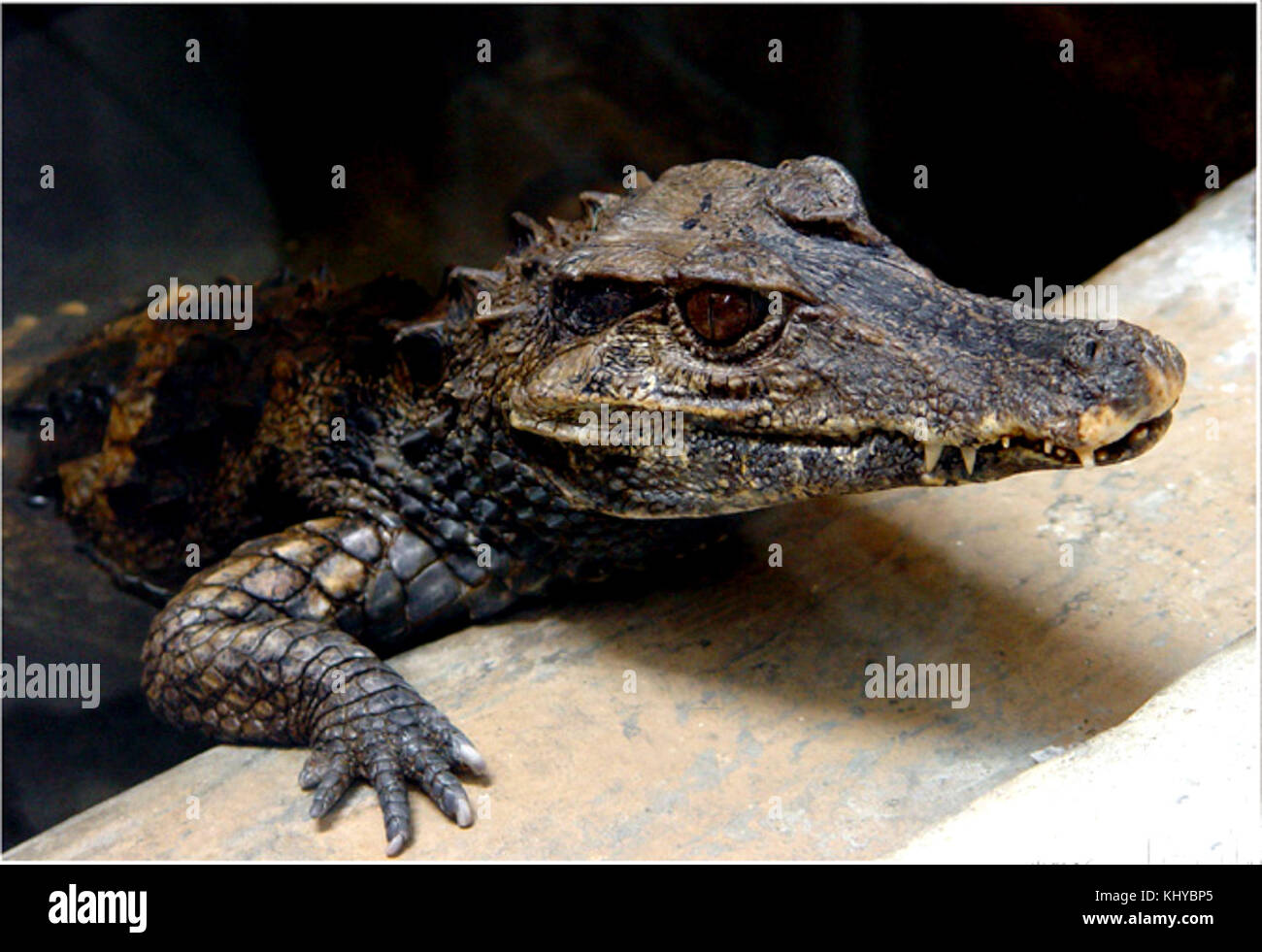 Alligator habitat preservation hi-res stock photography and images - Alamy