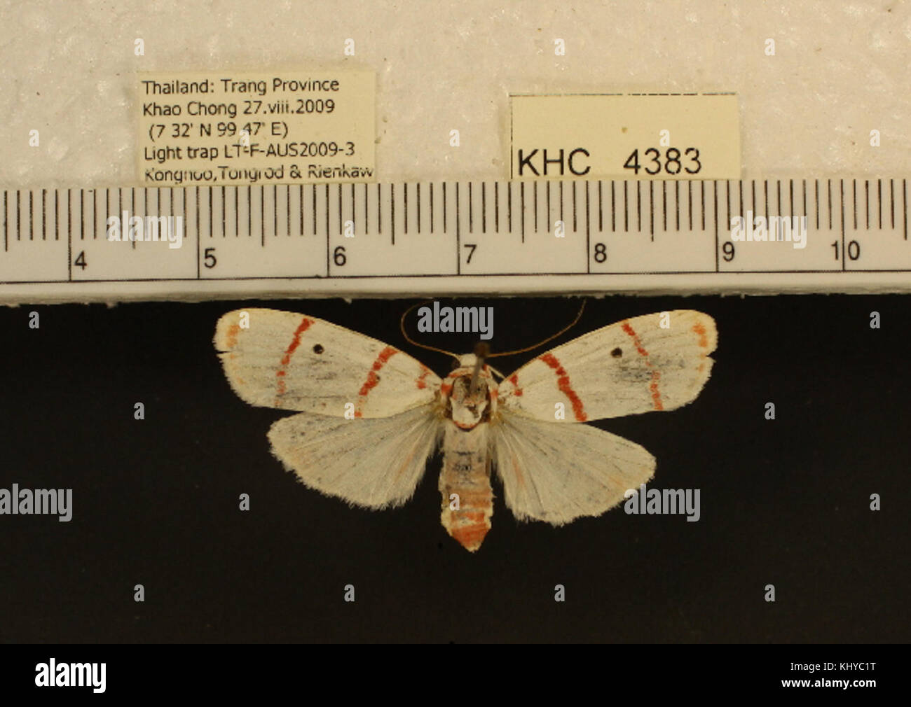 Perornata hi-res stock photography and images - Alamy