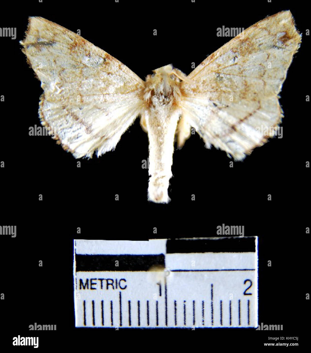 Family cossidae taxonomy hi-res stock photography and images - Alamy