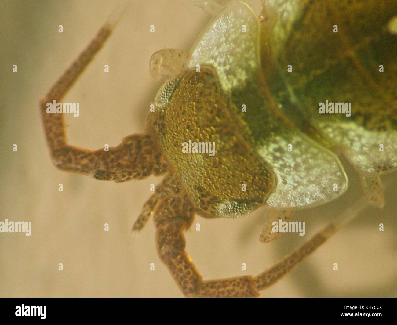 Idotea baltica head Stock Photo - Alamy