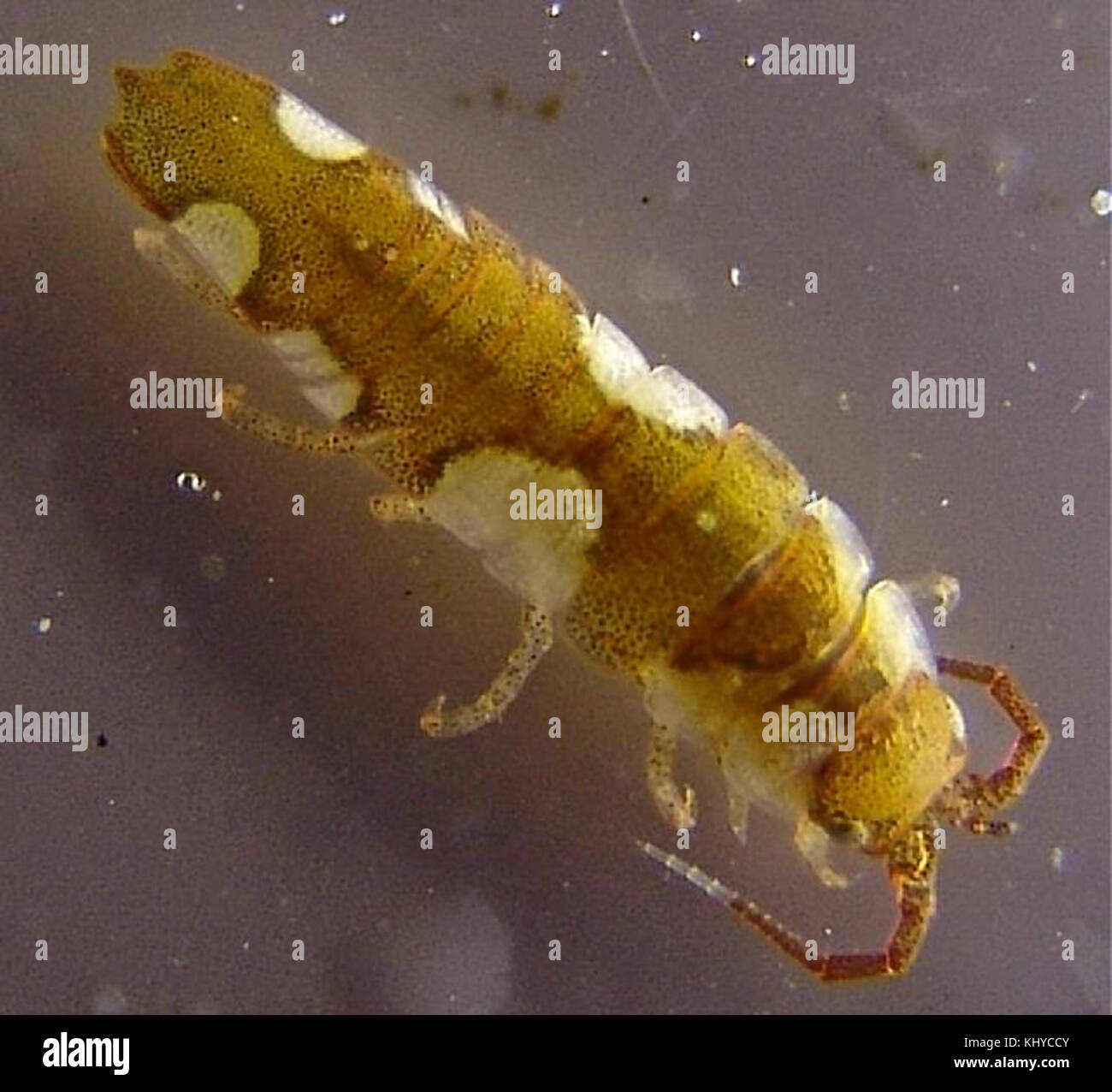 Idotea hi-res stock photography and images - Alamy