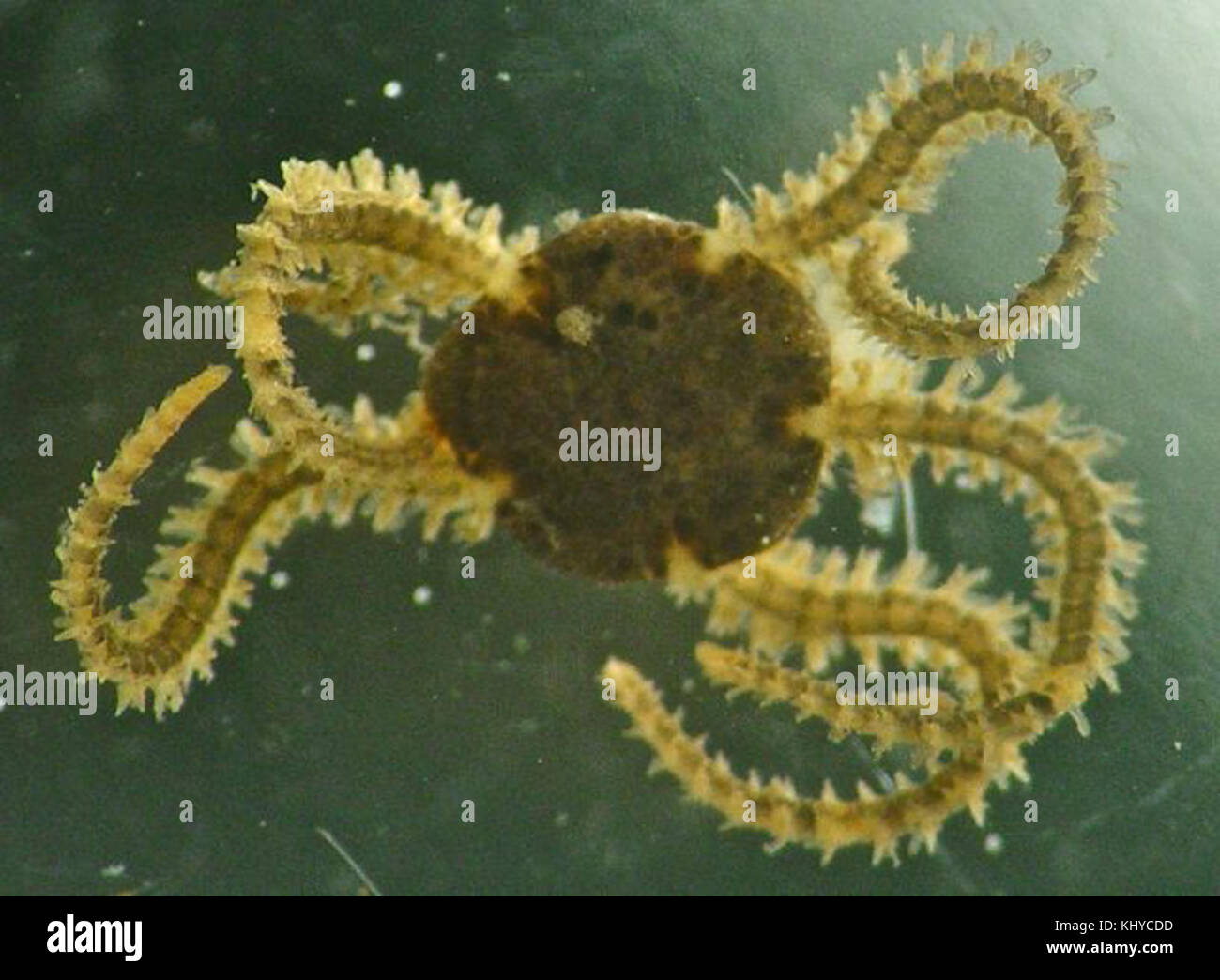 Amphipholis squamata hi-res stock photography and images - Alamy