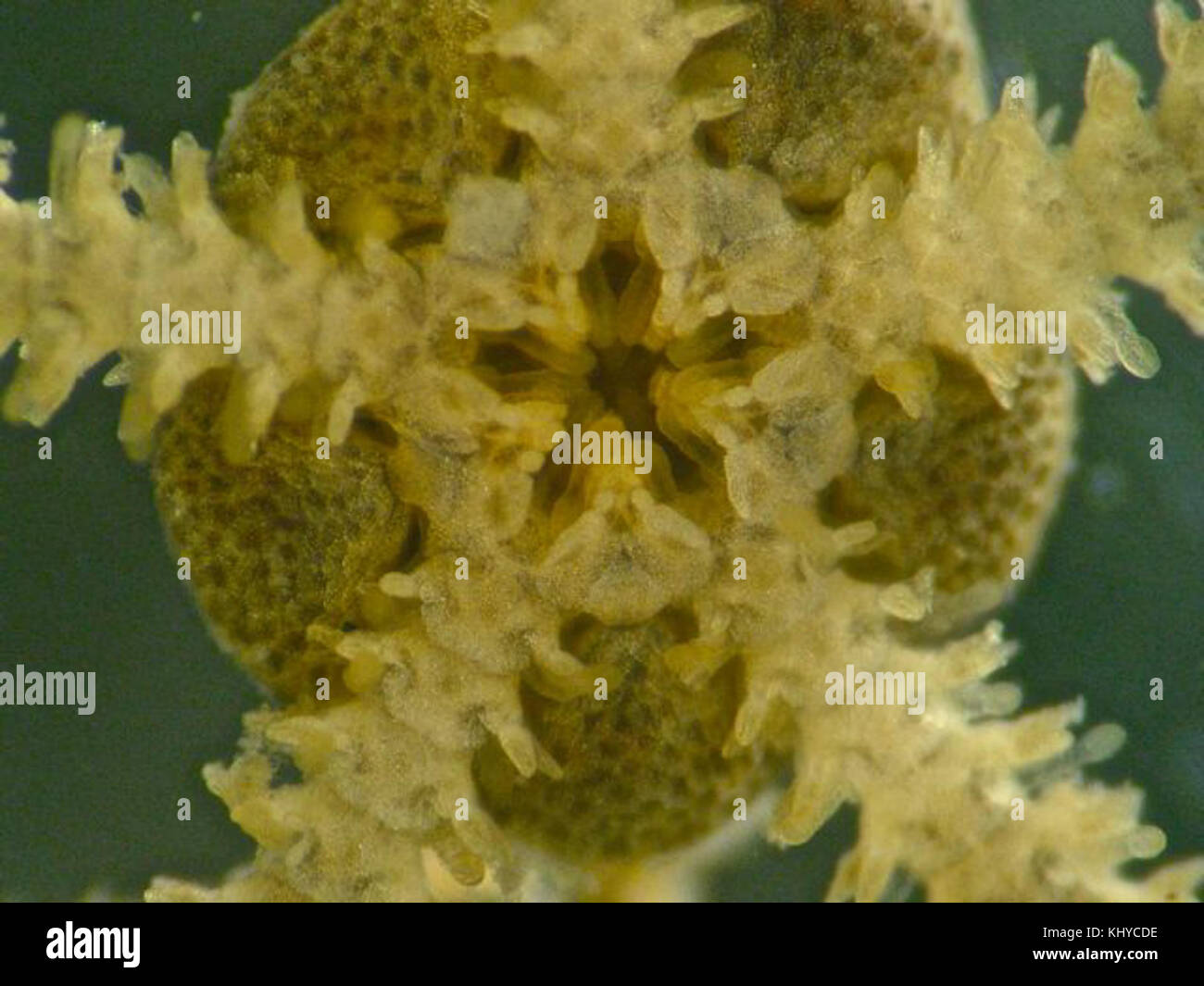 Amphipholis squamata jaws Stock Photo - Alamy