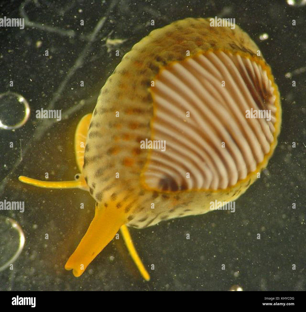 Spotted cowrie hi-res stock photography and images - Alamy