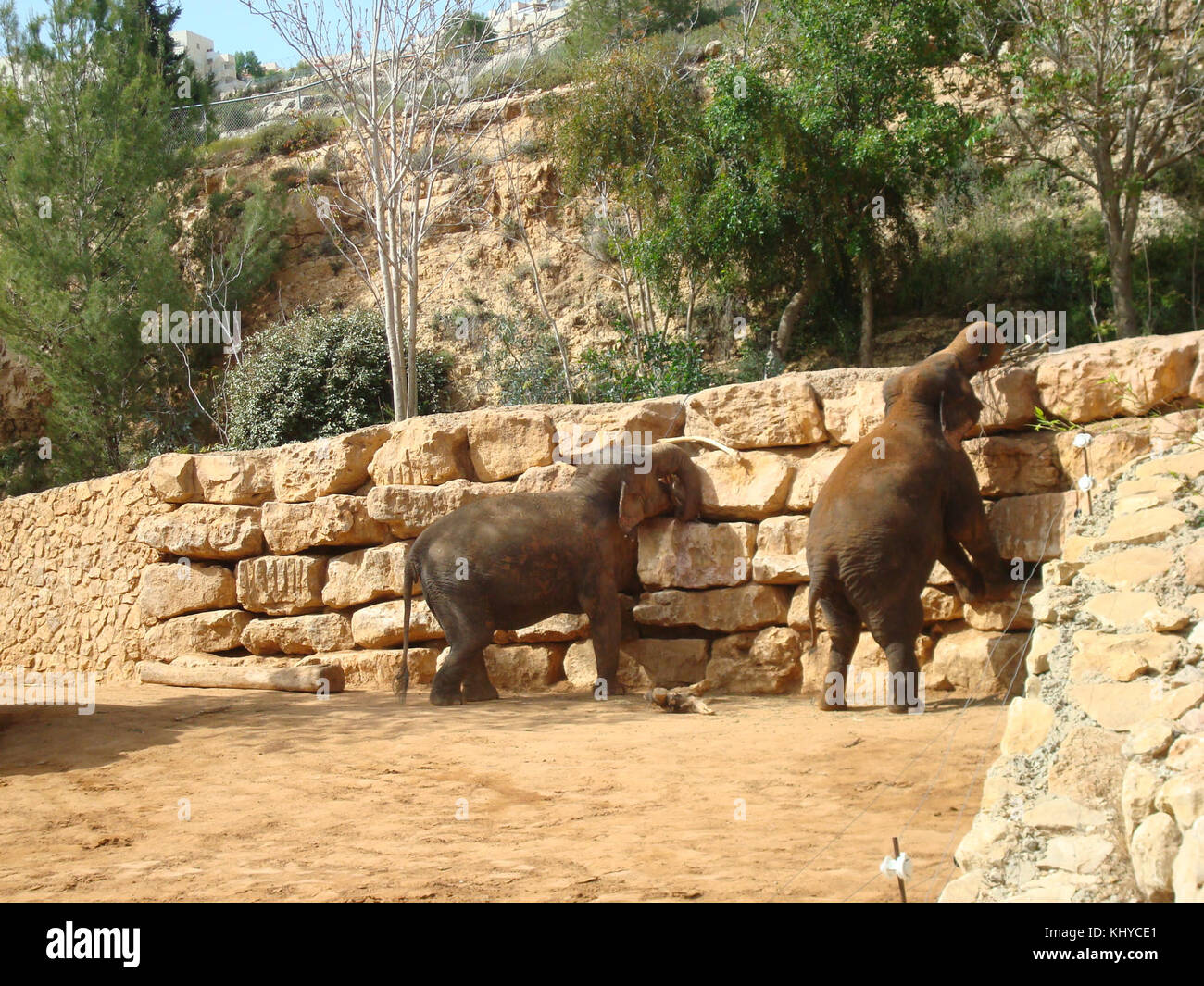 Elephas maximus in Jerusalem Biblical Zoo Israel 16659 Wildlife and ...