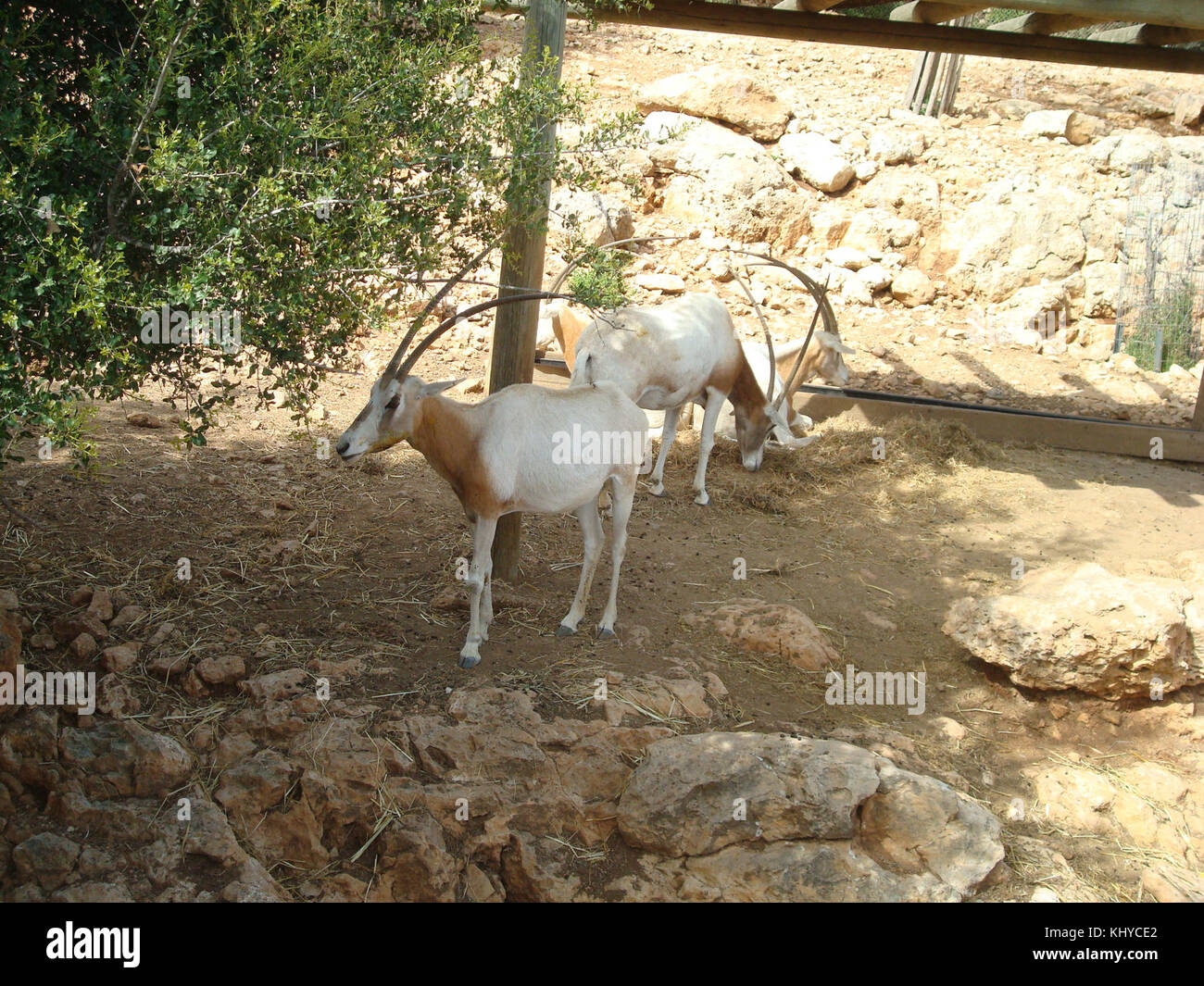 Oryx dammah in Jerusalem Biblical Zoo Israel 16660 Wildlife and Plants ...