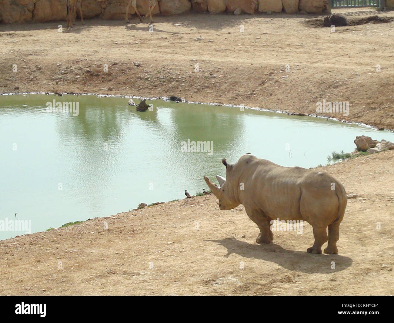 Ceratotherium simum in Jerusalem Biblical Zoo Israel 16661 Wildlife and ...