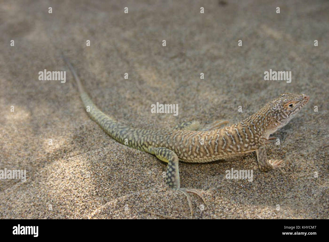 Eremias kavirensis side view Stock Photo - Alamy