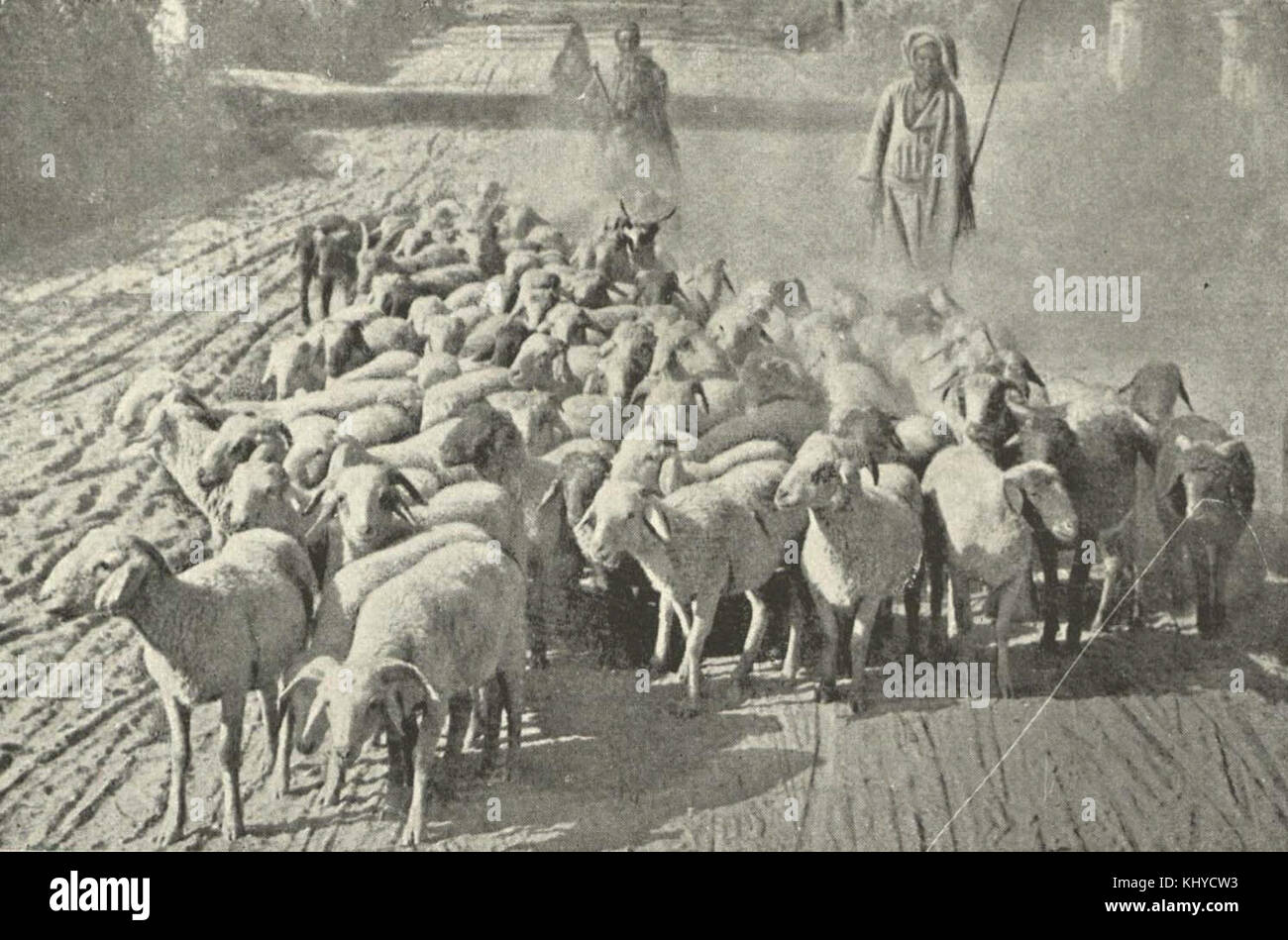 Shepherd Flock Illustration Stock Photos & Shepherd Flock Illustration ...