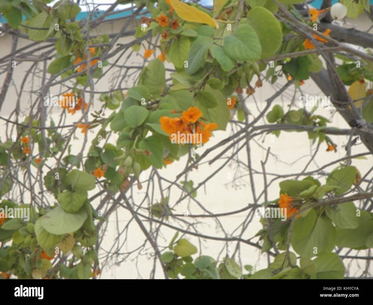 Aruba native species hi-res stock photography and images - Alamy