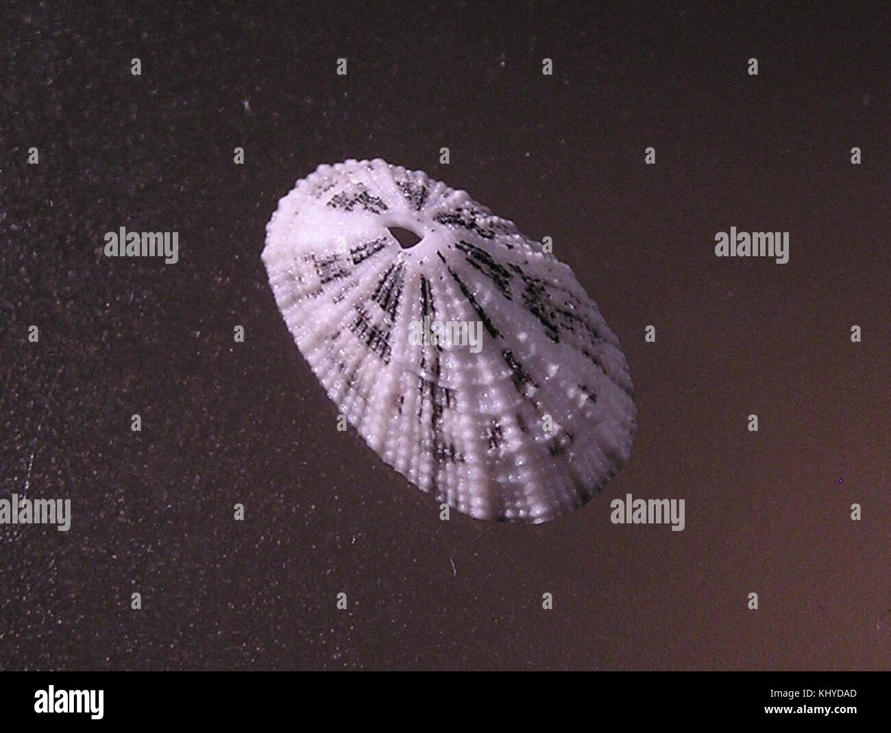 Diodora hi-res stock photography and images - Alamy