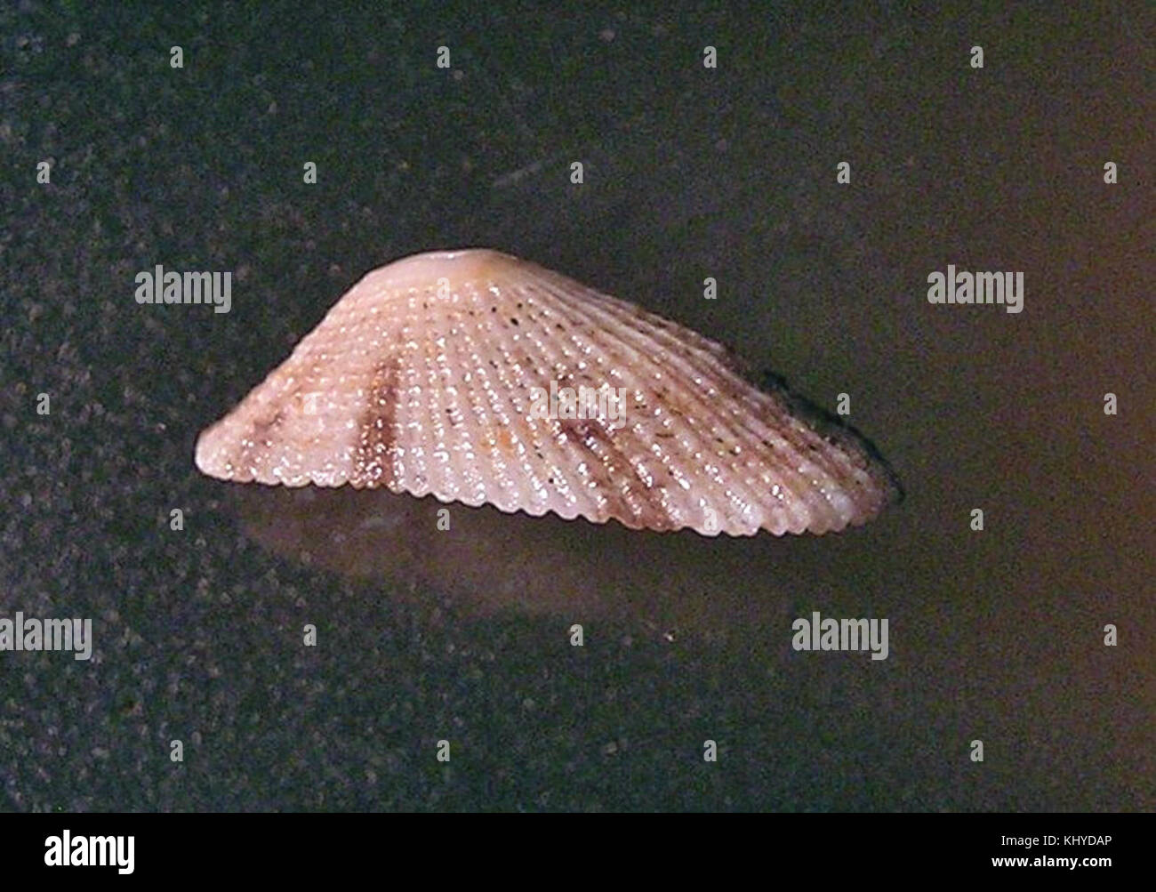 Diodora hi-res stock photography and images - Alamy