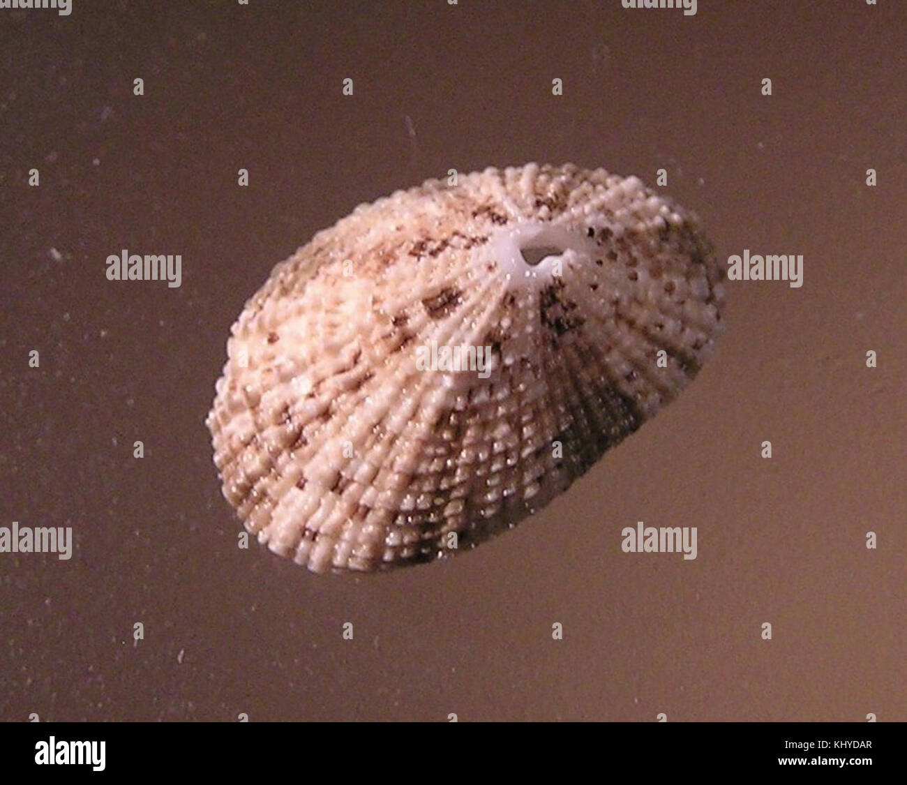 Diodora hi-res stock photography and images - Alamy