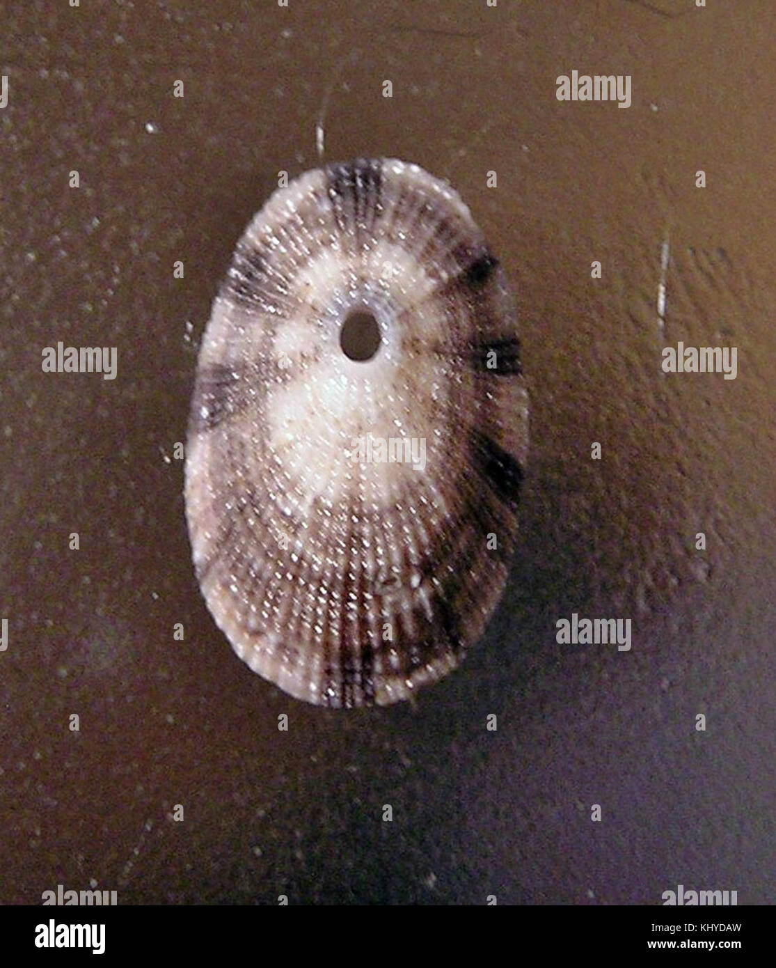 Diodora hi-res stock photography and images - Alamy