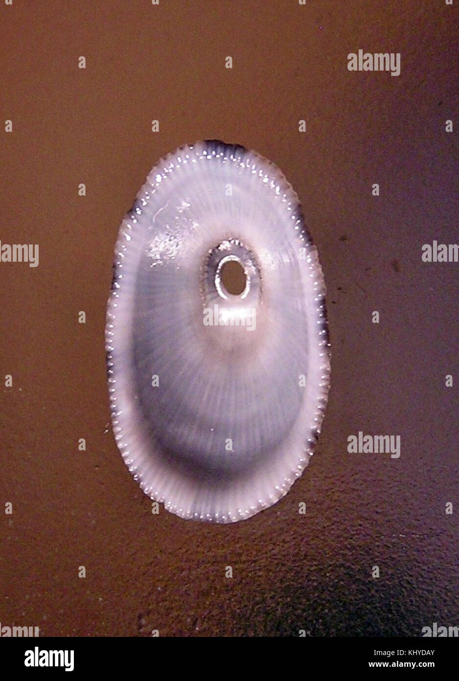 Diodora hi-res stock photography and images - Alamy