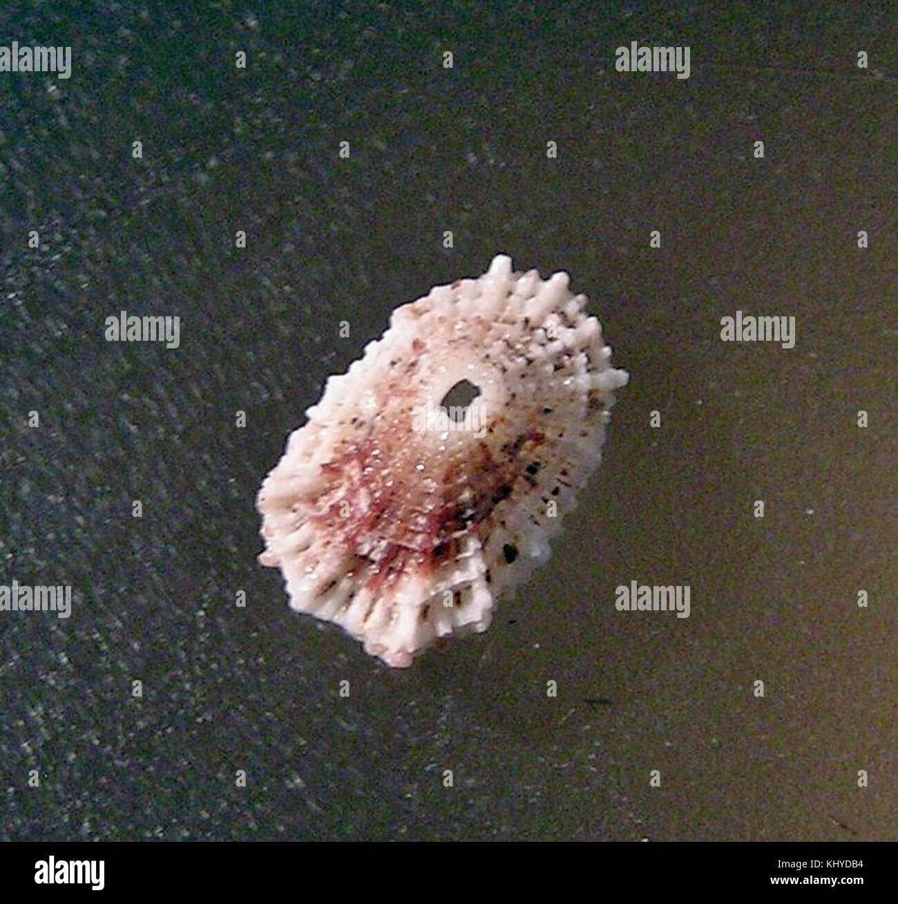 Diodora hi-res stock photography and images - Alamy