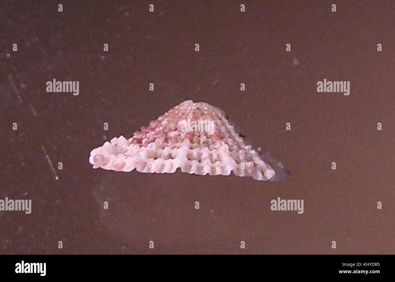 Diodora hi-res stock photography and images - Alamy