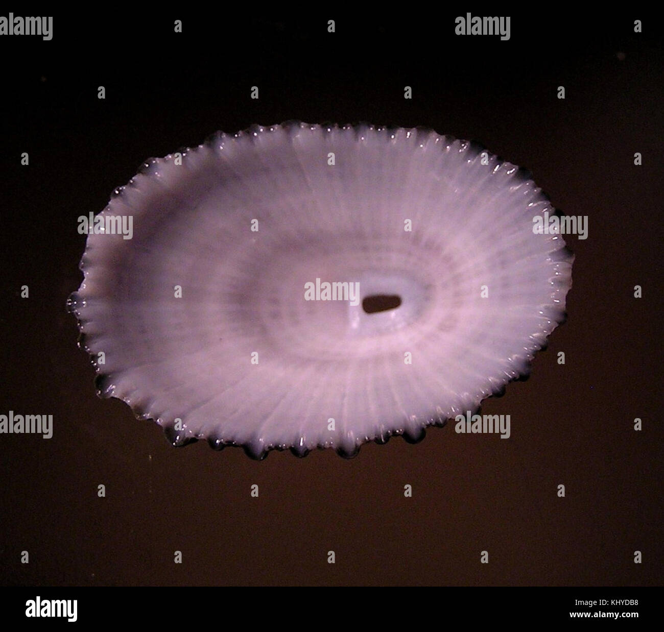 Diodora hi-res stock photography and images - Alamy
