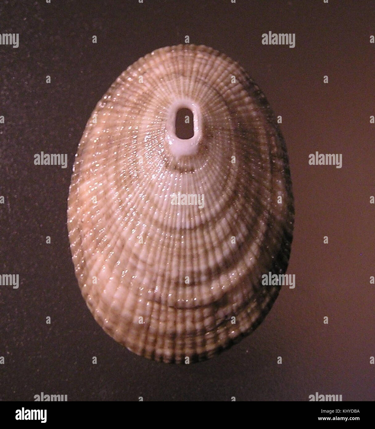 Diodora hi-res stock photography and images - Alamy