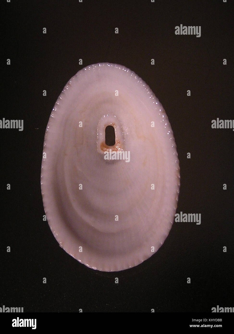 Diodora hi-res stock photography and images - Alamy