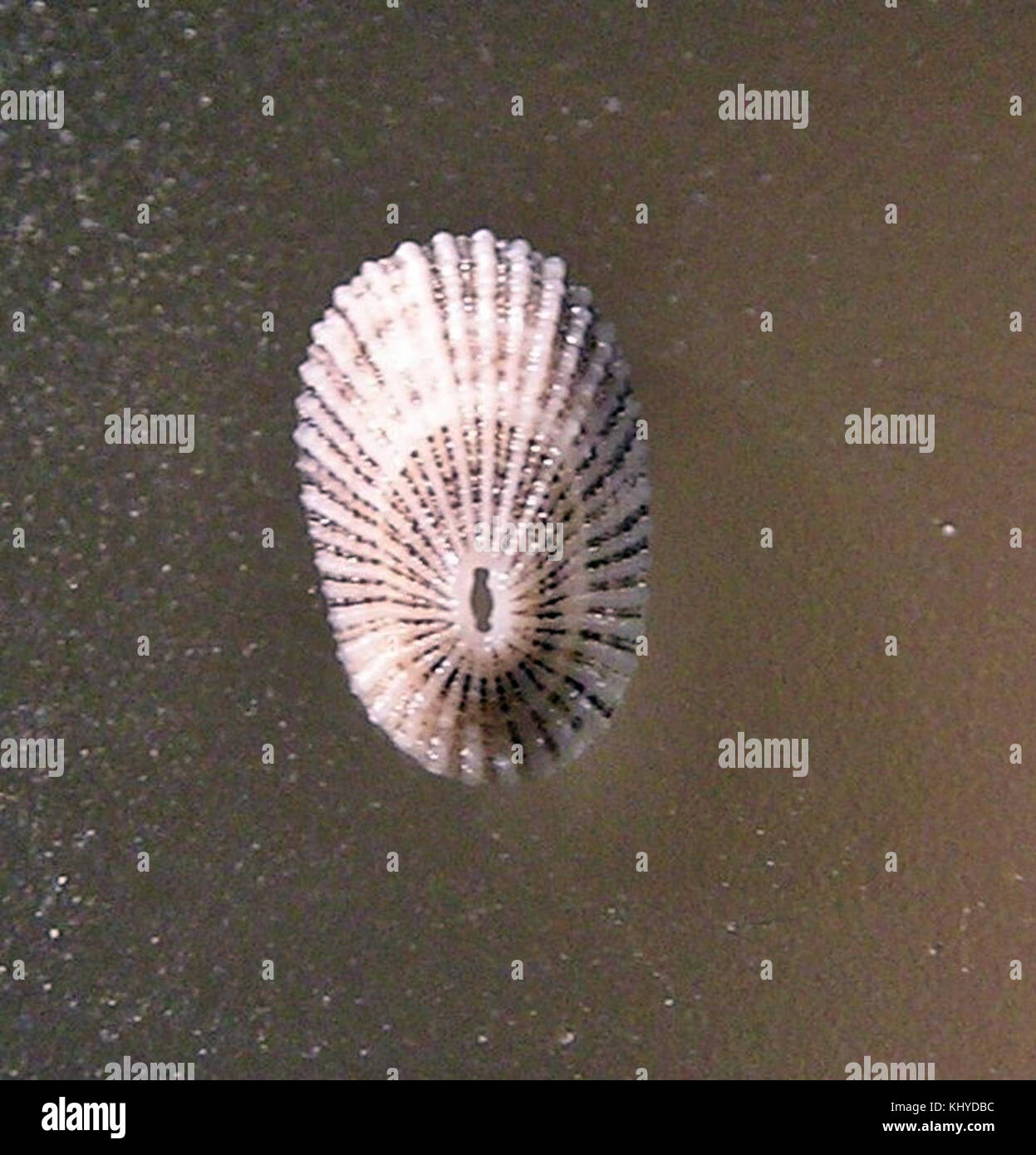 Diodora hi-res stock photography and images - Alamy