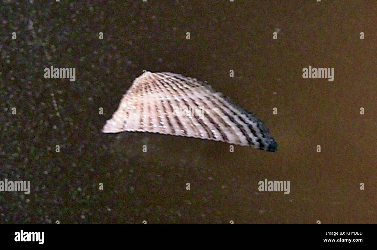 Diodora hi-res stock photography and images - Alamy