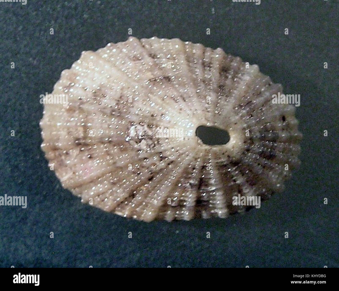 Diodora hi-res stock photography and images - Alamy