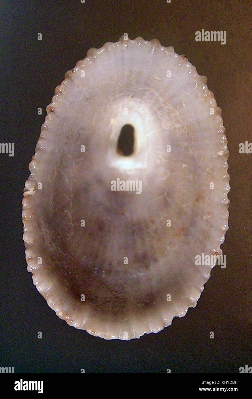 Diodora quadriradiata is a species of marine gastropod, commonly known ...