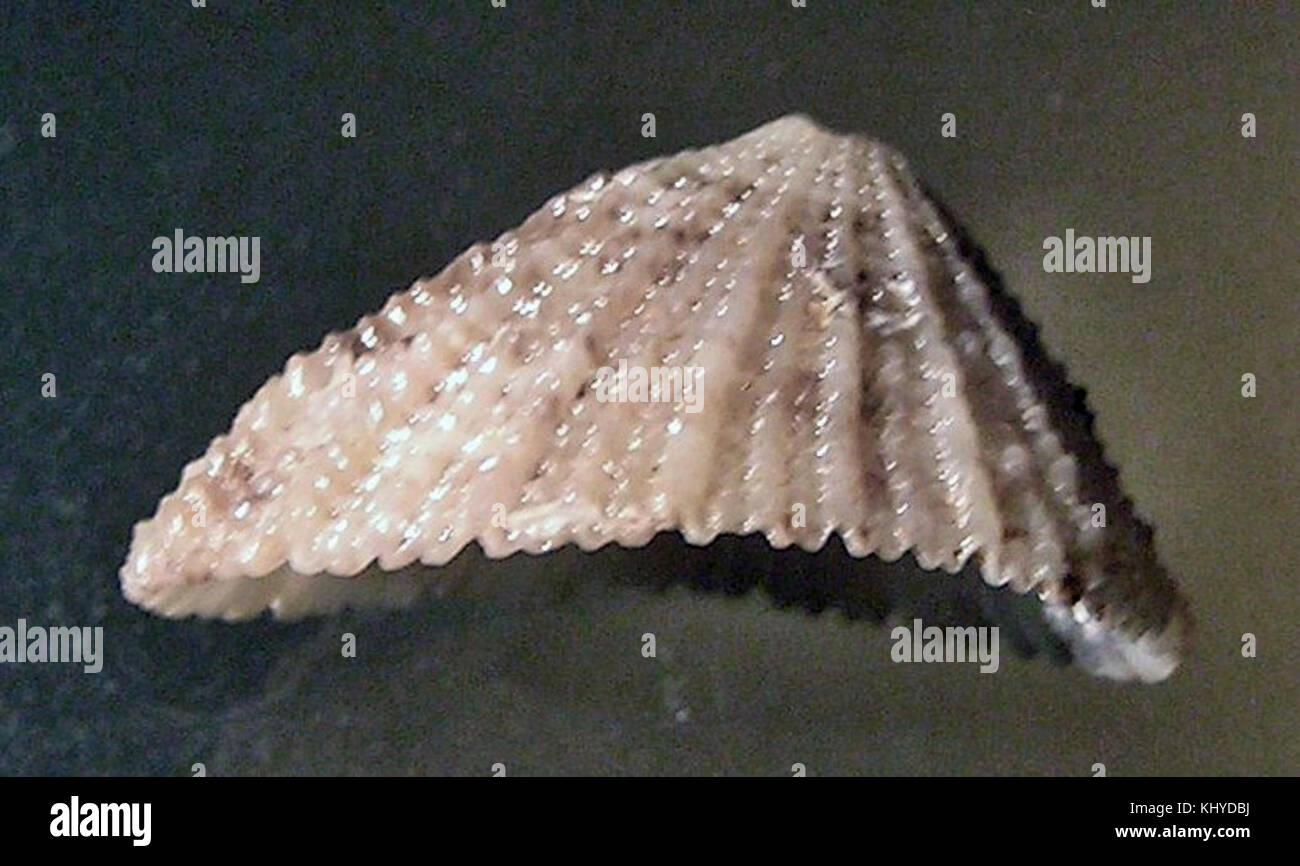 Diodora hi-res stock photography and images - Alamy