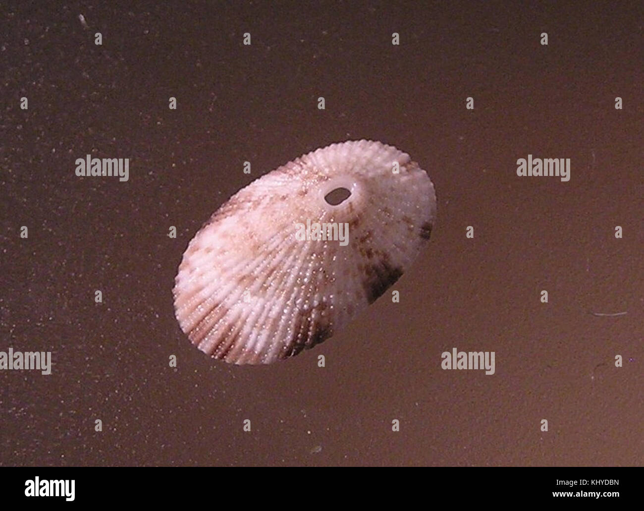 Diodora hi-res stock photography and images - Alamy