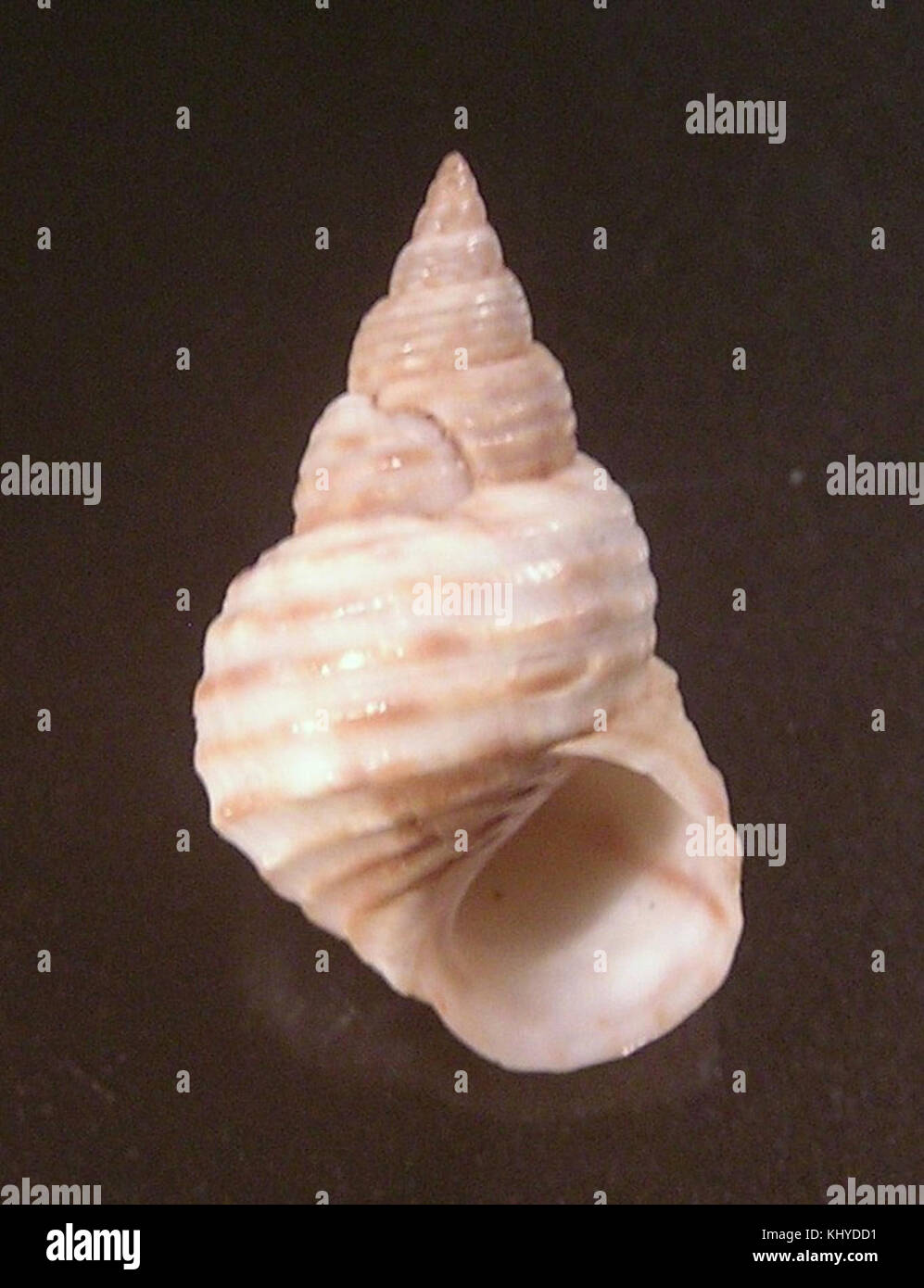 Littoraria cingulata 002 Stock Photo - Alamy