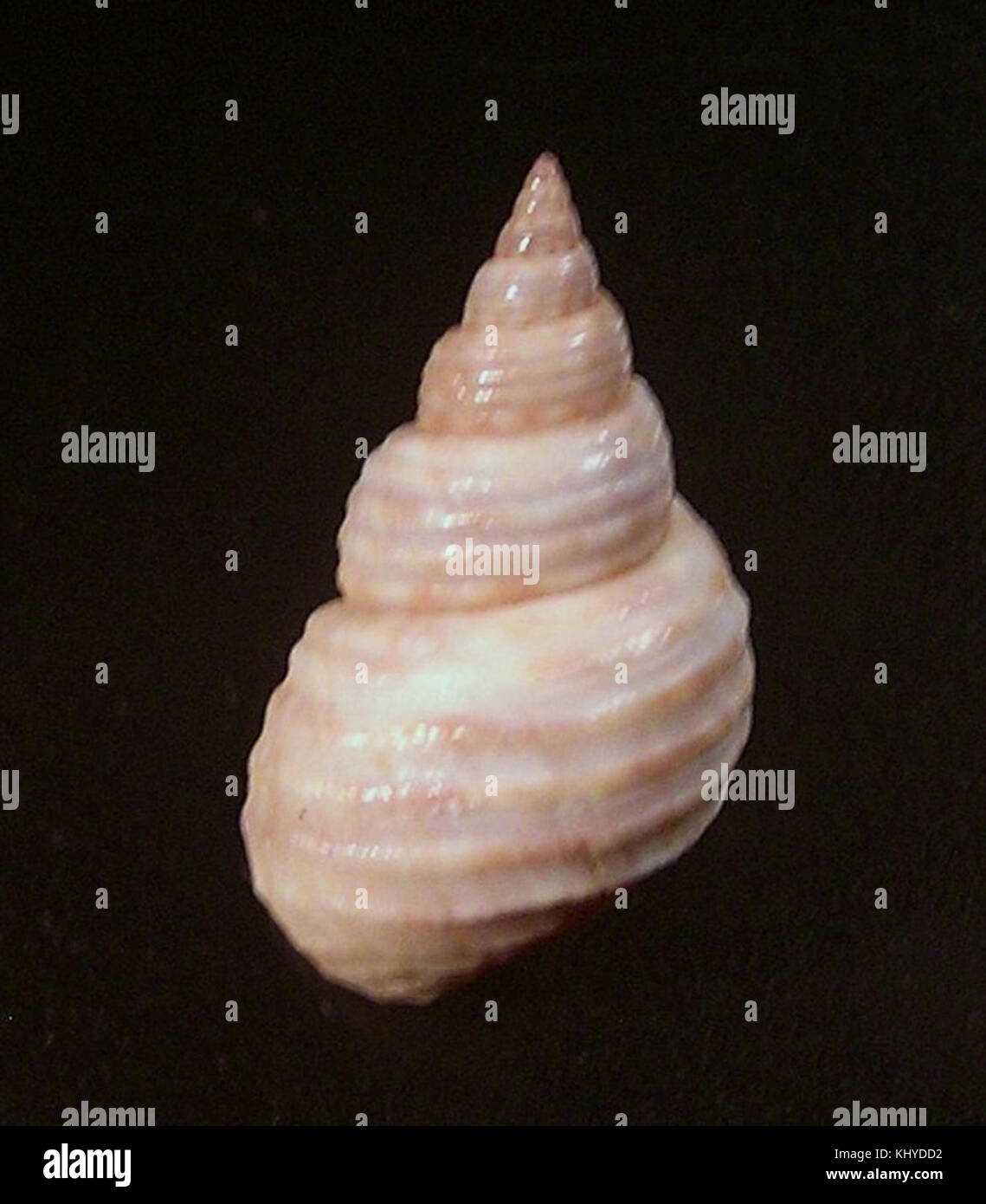 Littoraria High Resolution Stock Photography and Images - Alamy