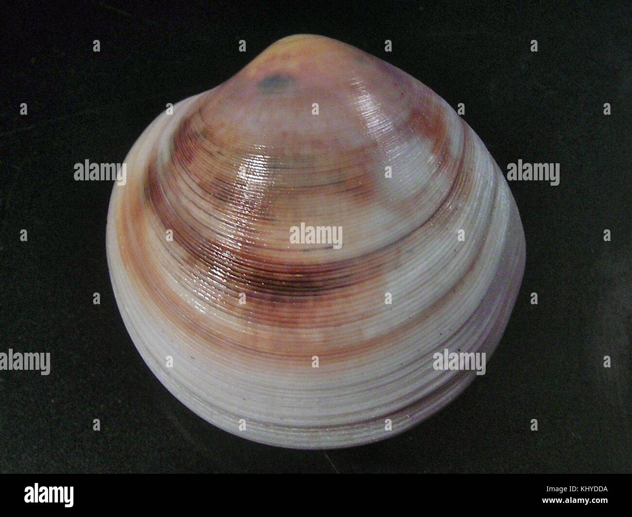 Dosinia High Resolution Stock Photography and Images - Alamy